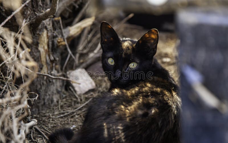 Chat noir dans la rue image stock. Image du cheveu, beau - 254695695