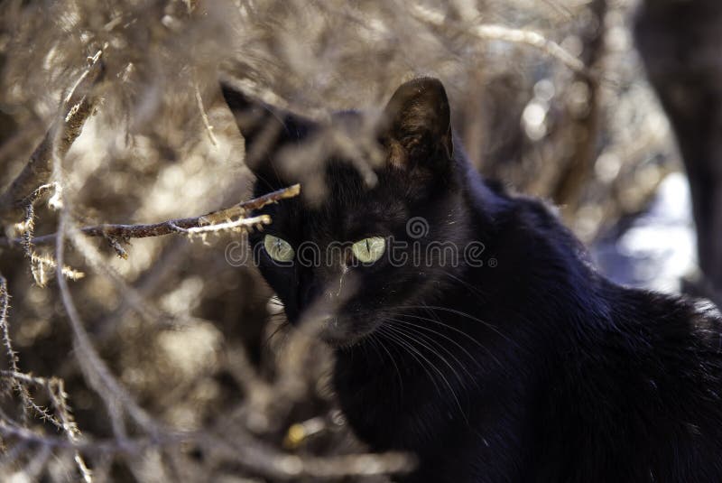 Chat noir dans la rue image stock. Image du animal, seul - 254695697