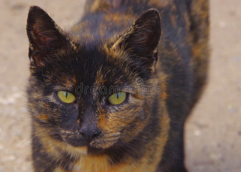 Chat noir de rue sans abri image stock. Image du beauté - 160126317