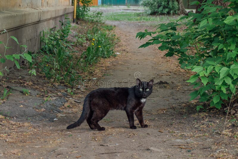 Chat Noir De Rue De Smoothcoat Avec La Tache Blanche Image stock ...