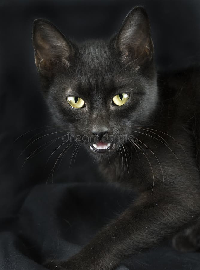 Chat noir mauvais image stock. Image du félin, mammalians - 25615235