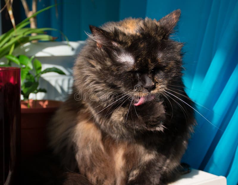 Chat Noir Et Blanc De Chat Avec Les Yeux Bleus Image stock - Image du ...
