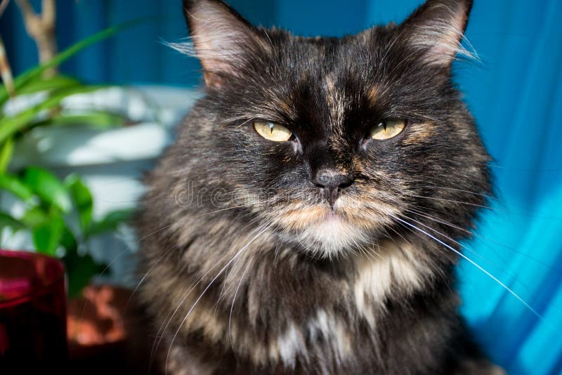 Chat Noir Et Blanc De Chat Avec Les Yeux Bleus Photo stock - Image du ...