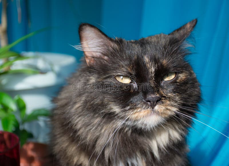 Chat Noir Et Blanc De Chat Avec Les Yeux Bleus Photo stock - Image du ...