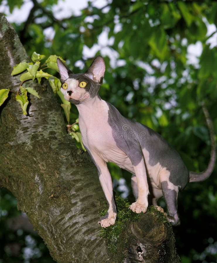 Chat nu stock photo. Image of female, adult, felidae - 170405266