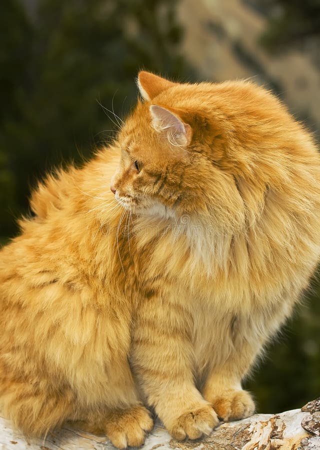 Chat orange photo stock. Image du attention, chevelu - 17403788