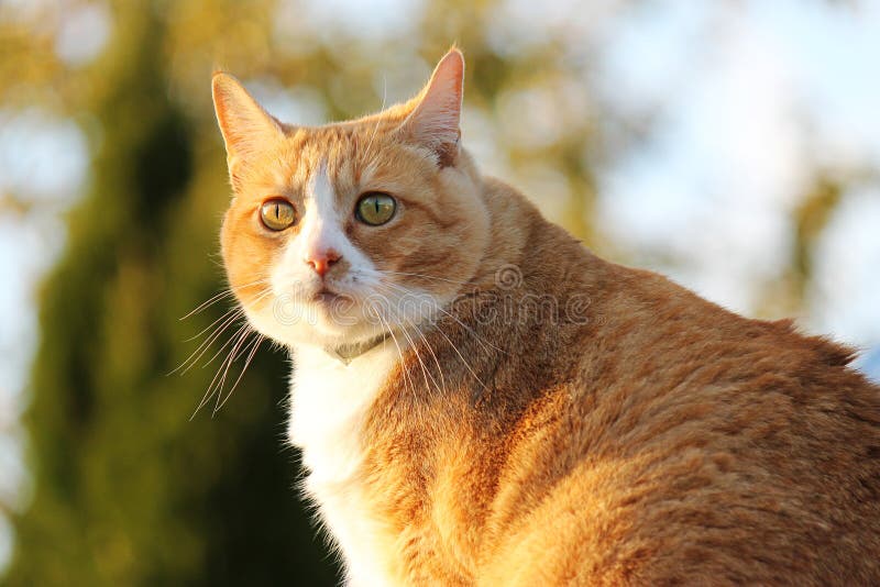 Chat orange photo stock. Image du gentil, chasseur, drôle - 22092482