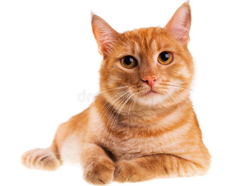 Chat orange photo stock. Image du rouge, amitié, fond - 47798300