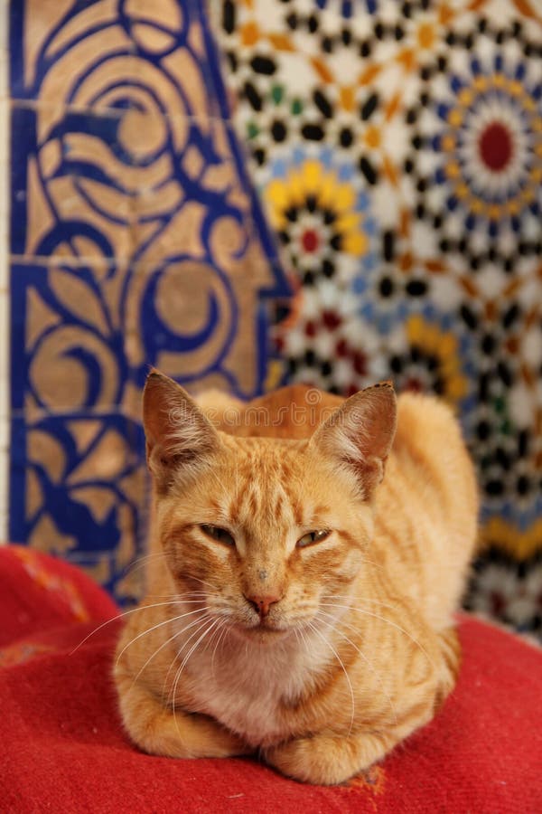 276 Photos de Chat Marocain Mignon - Photos de stock gratuites et ...