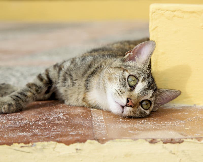 Chat parasite photo stock. Image du triste, errer, chat - 13592754