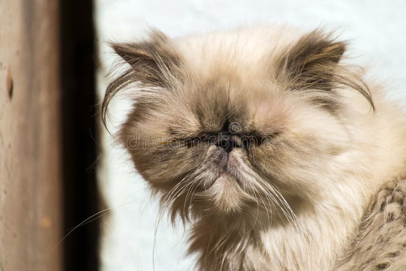 Chat Persan Avec Les Yeux Endoloris Image stock - Image du visibilité ...