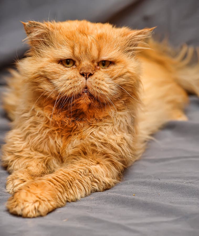 Chat persan roux image stock. Image du pédigrée, poilu - 25996013