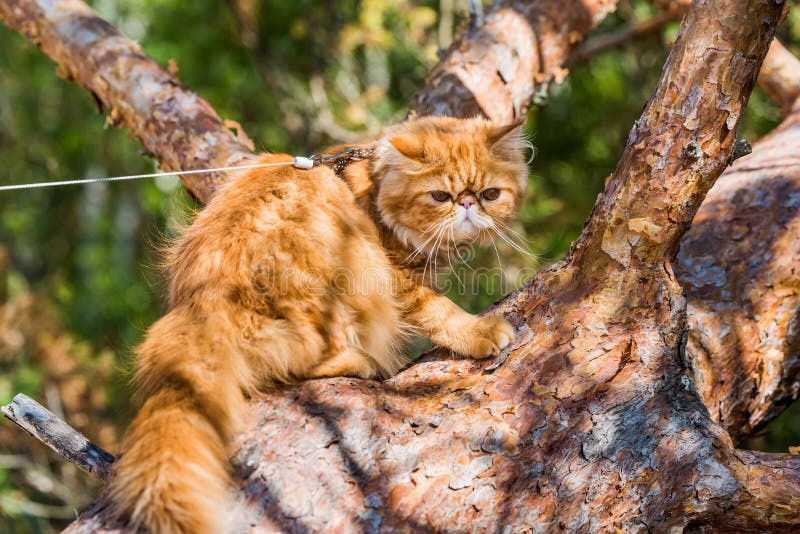 Chat Perse Rouge Grimpant Et Assis Sur L'arbre Photo stock - Image du ...