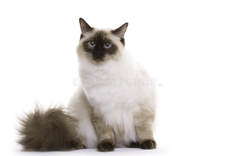 Chat, Ragdoll photo stock. Image du poilu, charmer, mignon - 10570822