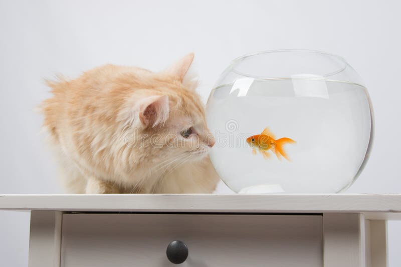 Chat Regardant Un Poisson Rouge Dans Un Aquarium Photo stock - Image du ...