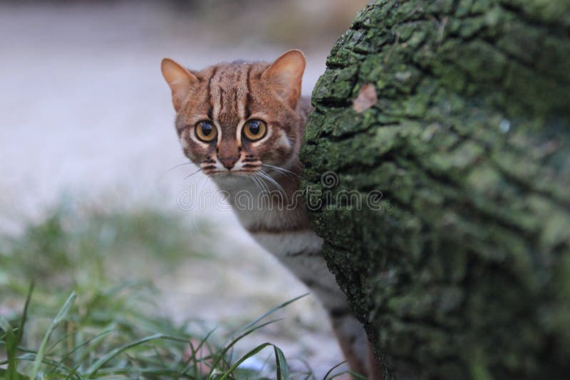 Chat Ceylan photo stock. Image du verticale, animal, prédateur - 30957842
