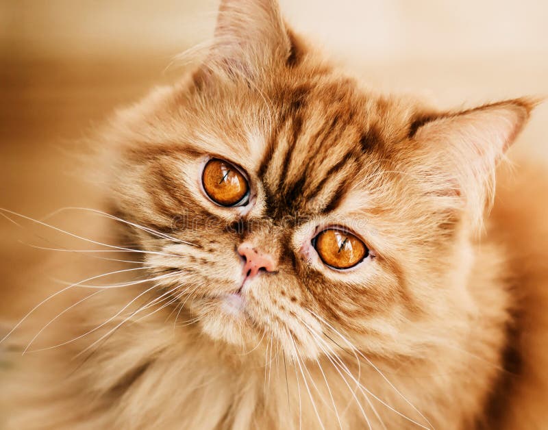 Chat Rouge Avec De Grands Yeux Verts Photo stock - Image du regard ...