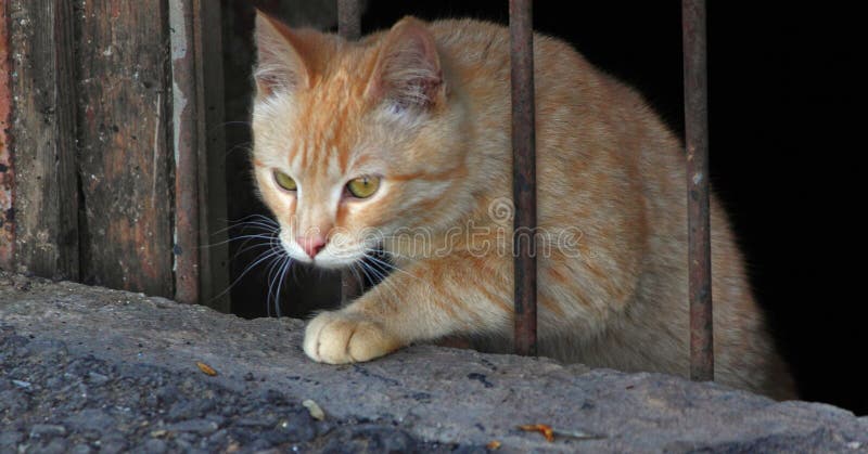 Chat rouge image stock. Image du coupure, nature, fourrure - 92235733