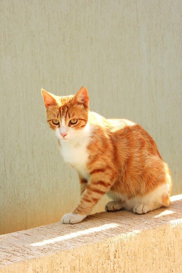 Chat rouge image stock. Image du rouge, chat, adorable - 9590387