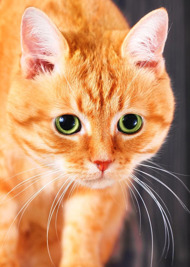 Chat Rouge Avec De Grands Yeux Verts Photo stock - Image du regard ...