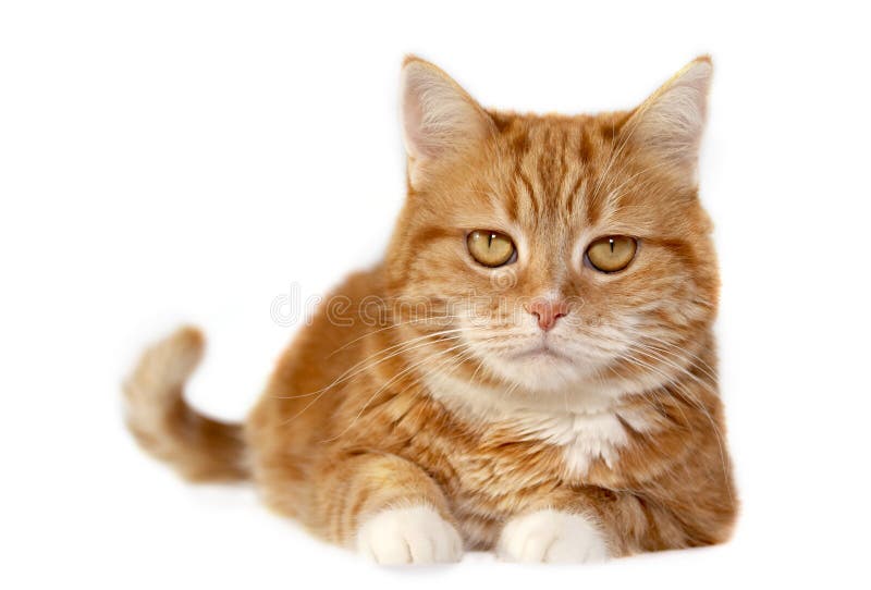 Chat avec les yeux oranges image stock. Image du rouge - 52223407