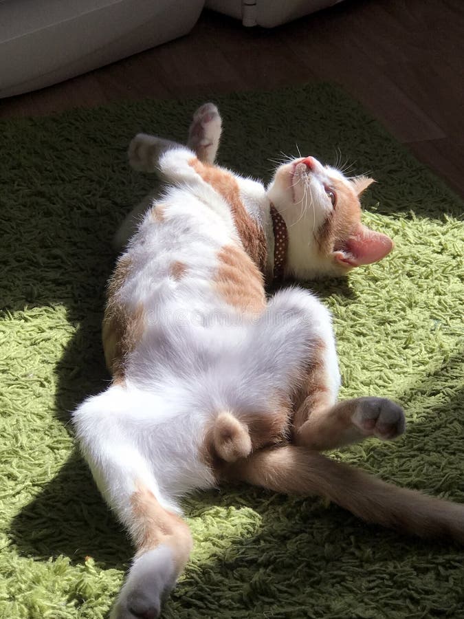 Chat Rouge Avec Taches Blanches. Il Dort Dans Une Position Bizarre. Sur ...