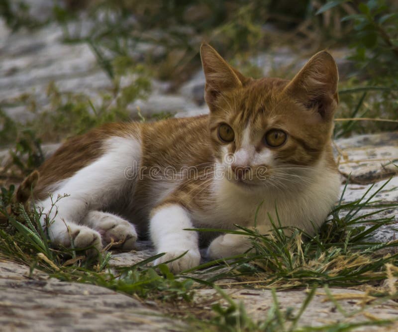 Chat rouge avec un chaton image stock. Image du closeup - 82531965