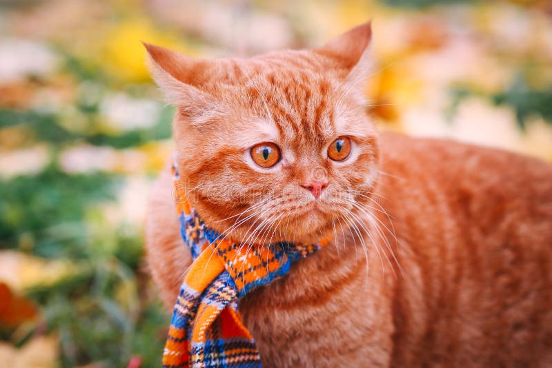 Chat Rouge De Shorthair Britannique En Automne Image stock - Image du ...