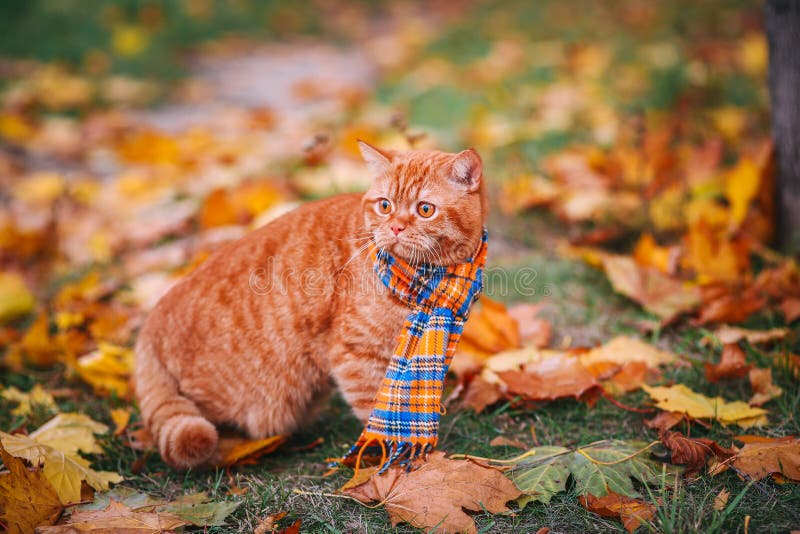 Chat Rouge De Shorthair Britannique En Automne Image stock - Image du ...
