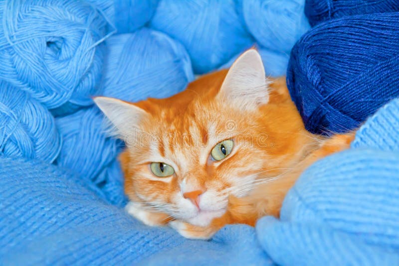 Chat De Ragdoll, 1 an, Devant Le Bleu Image stock - Image du félin ...