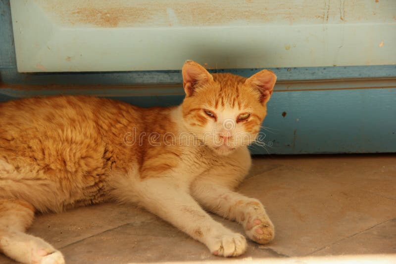 Chat Paresseux Rouge Au Bord De La Mer Photo stock - Image du d0, chat ...