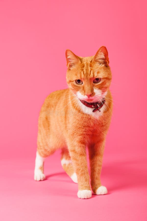 Chat Rouge Sur Le Fond Rose Photo stock - Image du rester, coloré: 52684260