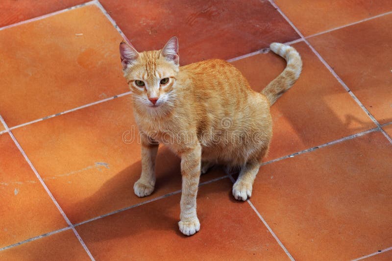 276 Photos de Chat Marocain Mignon - Photos de stock gratuites et ...