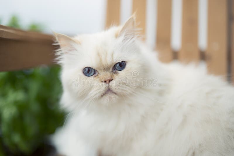 Chat royal photo stock. Image du adorable, purine, bleu - 41915774