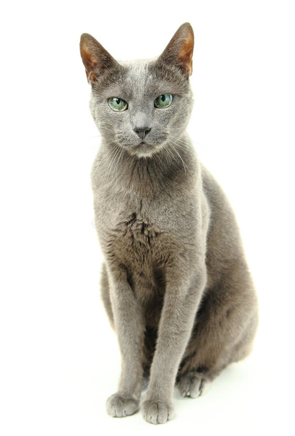 Chat Bleu Russe Et Belles Marguerites De Fleurs Blanches Image stock ...