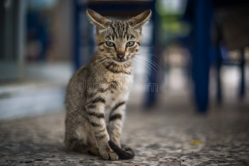 Chat grec sérieux image stock. Image du sérieux, chat - 90249291