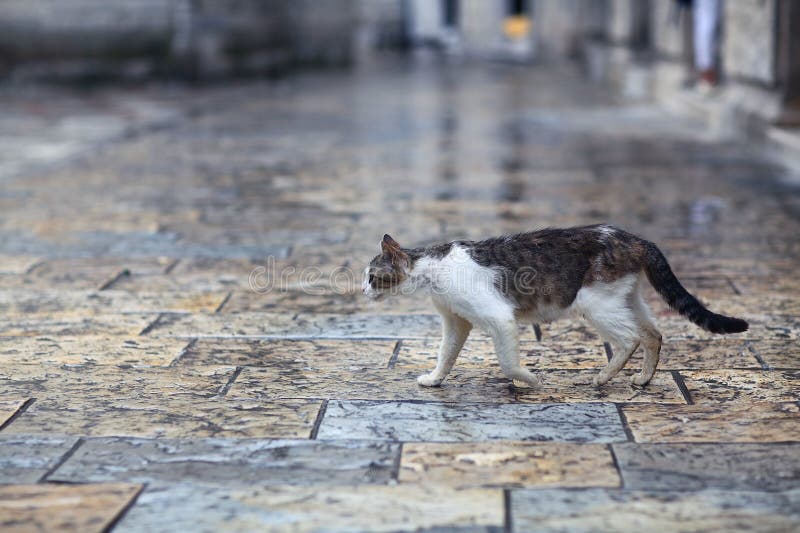 Chat mignon de rue dehors. photo stock. Image du regarder - 39118584
