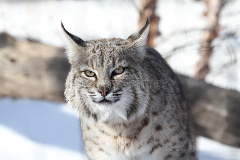 Lynx roux (Lynx rufus) photo stock. Image du lynx, oreilles - 17616542