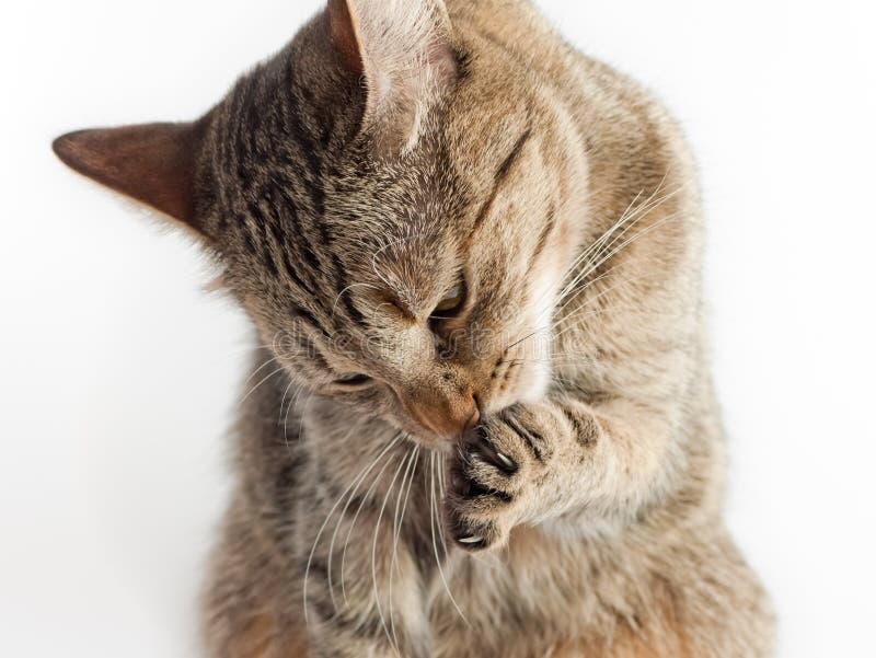 Chat honteux photo stock. Image du mignon, cheveu, animal - 21762106