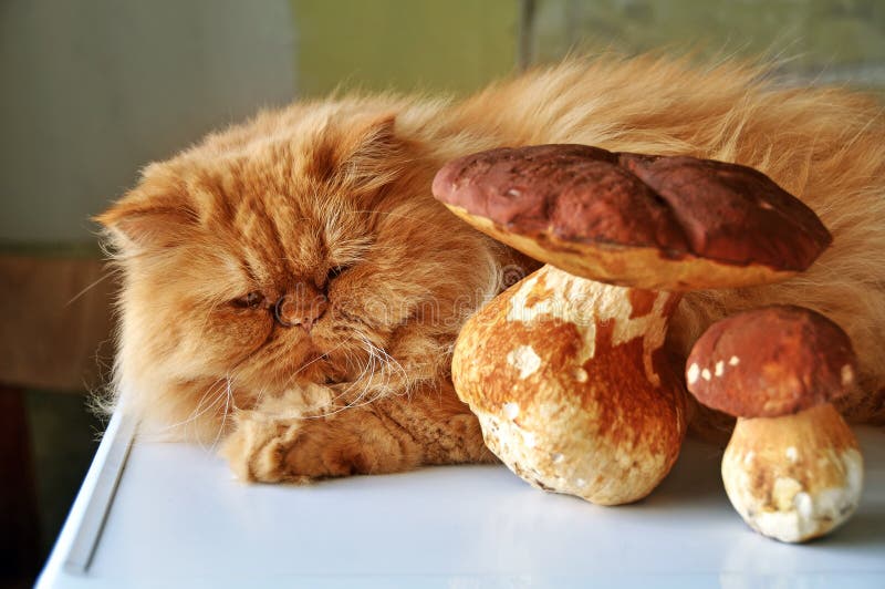 Chat et champignons drôles photo stock. Image du mensonge - 42985672
