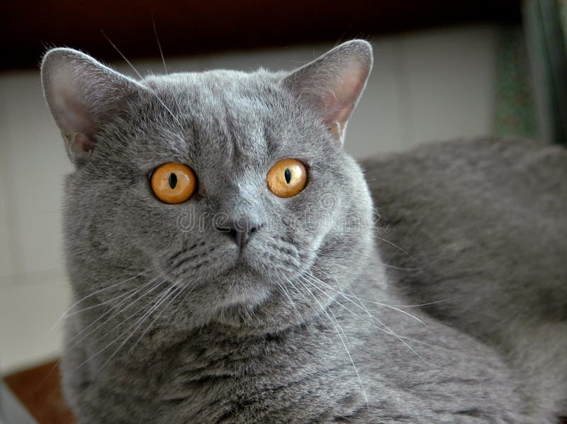 Chat, British Shorthair image stock. Image of race, orange - 917387