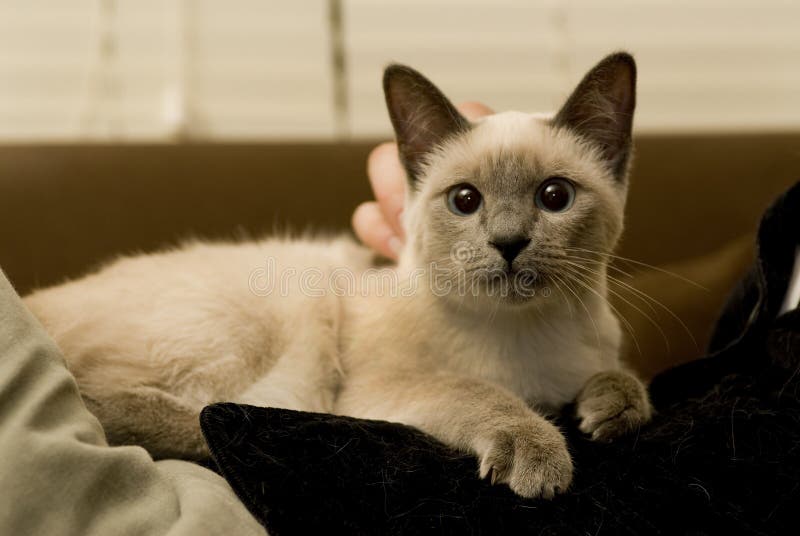 Chat Siamois Sur Les Genoux Humains Image stock - Image du oreilles ...