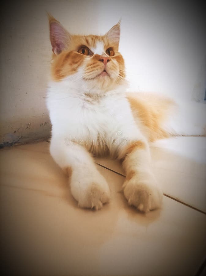 Chat simba photo stock. Image of animal, favoris, chat - 261861522