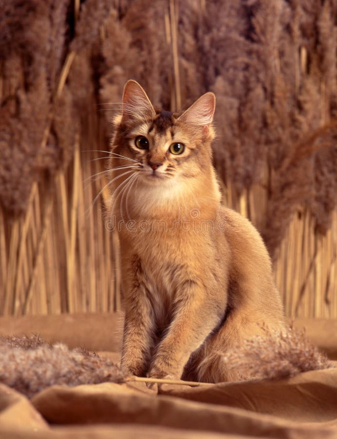 Chat somalien image stock. Image du chat, chaton, fourrure - 34730029