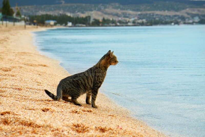 Le chat regarde la mer image stock. Image du bleu, chat - 30134111