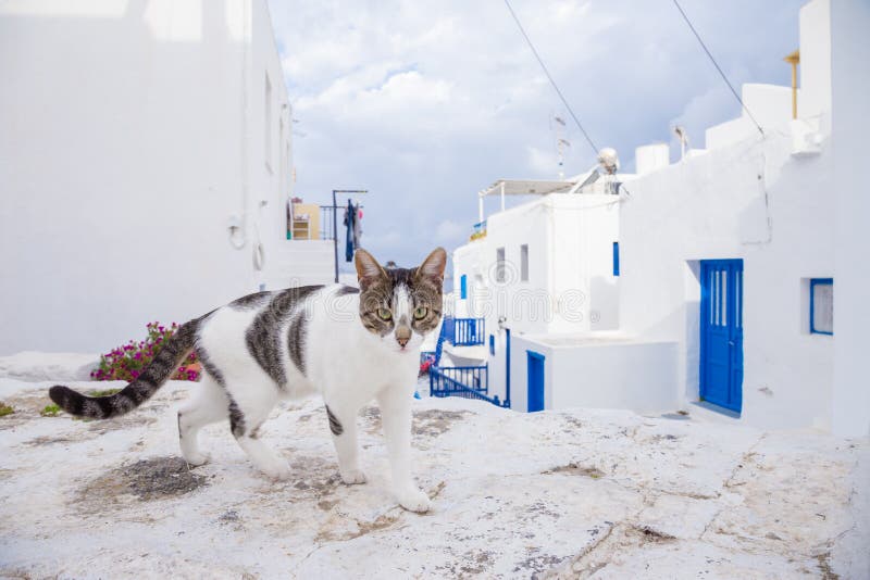 Chat grec, Mykonos image stock. Image du animal, île - 27348483