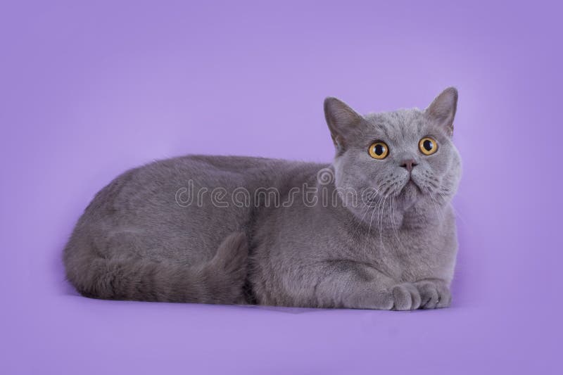 Chat sur le fond violet photo stock. Image du animal - 21726938