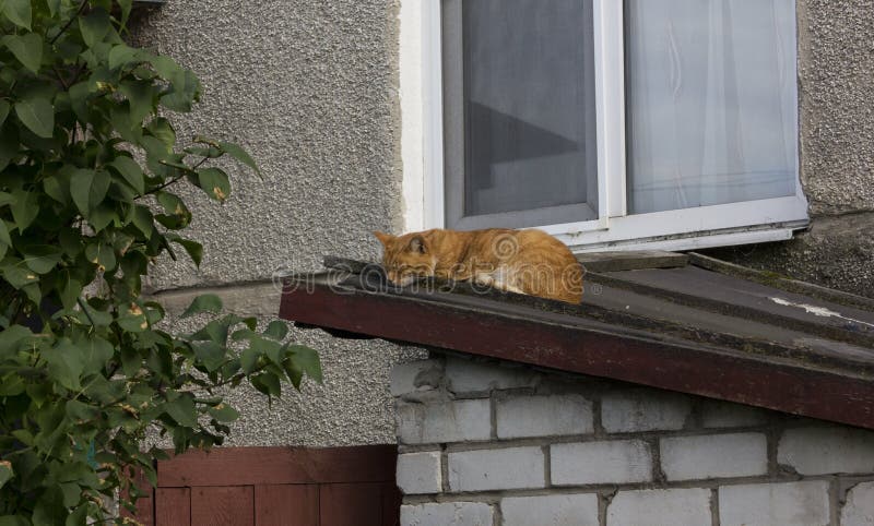 Chat sur le toit image stock. Image du maison, petit, orange - 610633