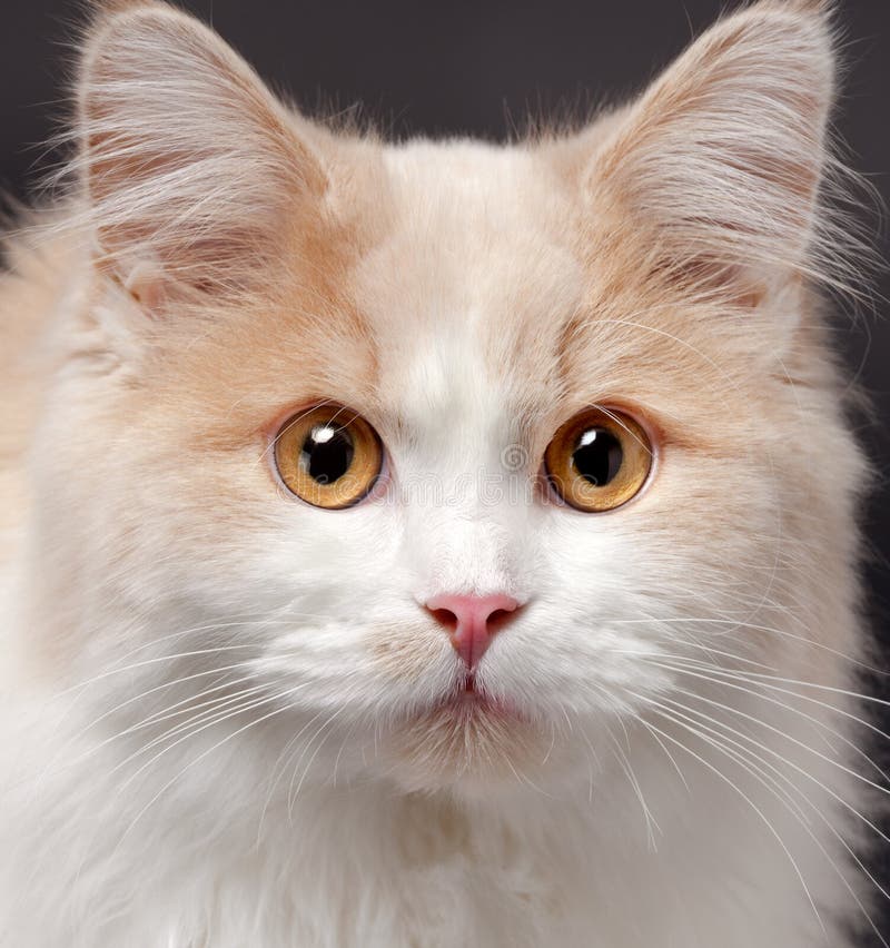 Chat sur un fond beige photo stock. Image du félin, minou - 28567510