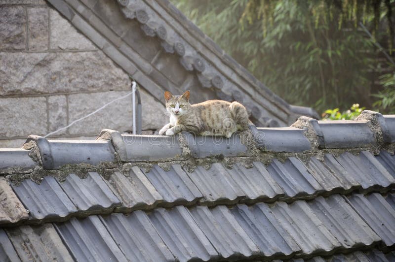 Chat sur le toit image stock. Image du maison, petit, orange - 610633
